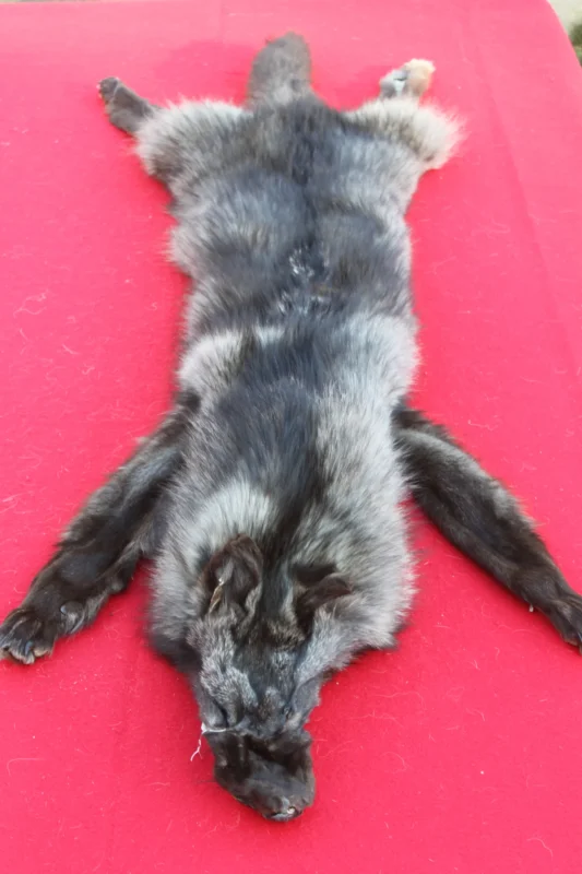 SUPER NICE BLACK FEMALE ARCTIC WOLF PELT - TAXIDERMY QUALITY ...