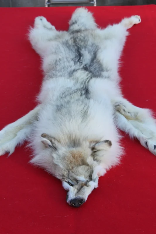 HUGE WHITE FEMALE ARCTIC WOLF PELT - TAXIDERMY QUALITY ...