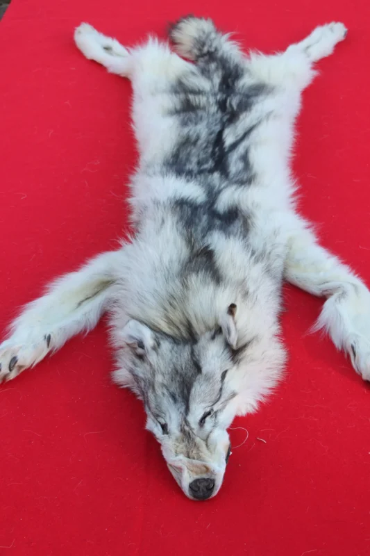 ARCTIC WOLF FUR HIDE – TAXIDERMY QUALITY – WLF1077 - furpeltsforsale.com