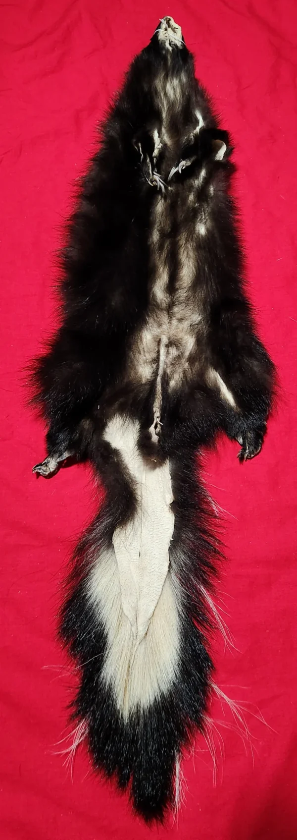Buy XL Skunk Hide – Taxidermy Quality – With Feet & Claws (SNK1008 ...